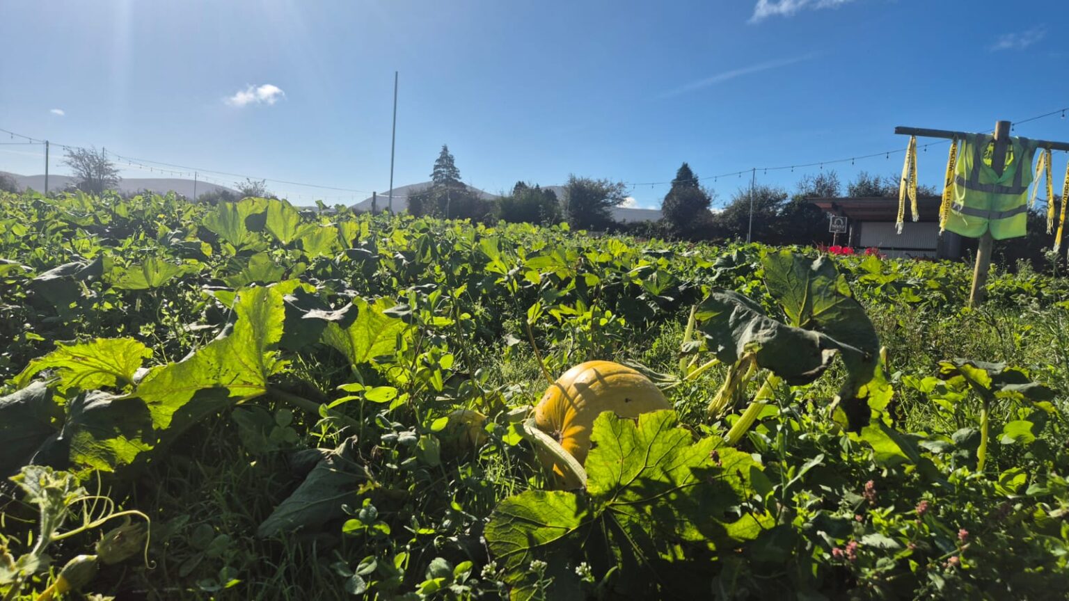 Killarney Pumpkin Farm returns for Halloween - Killarney Advertiser