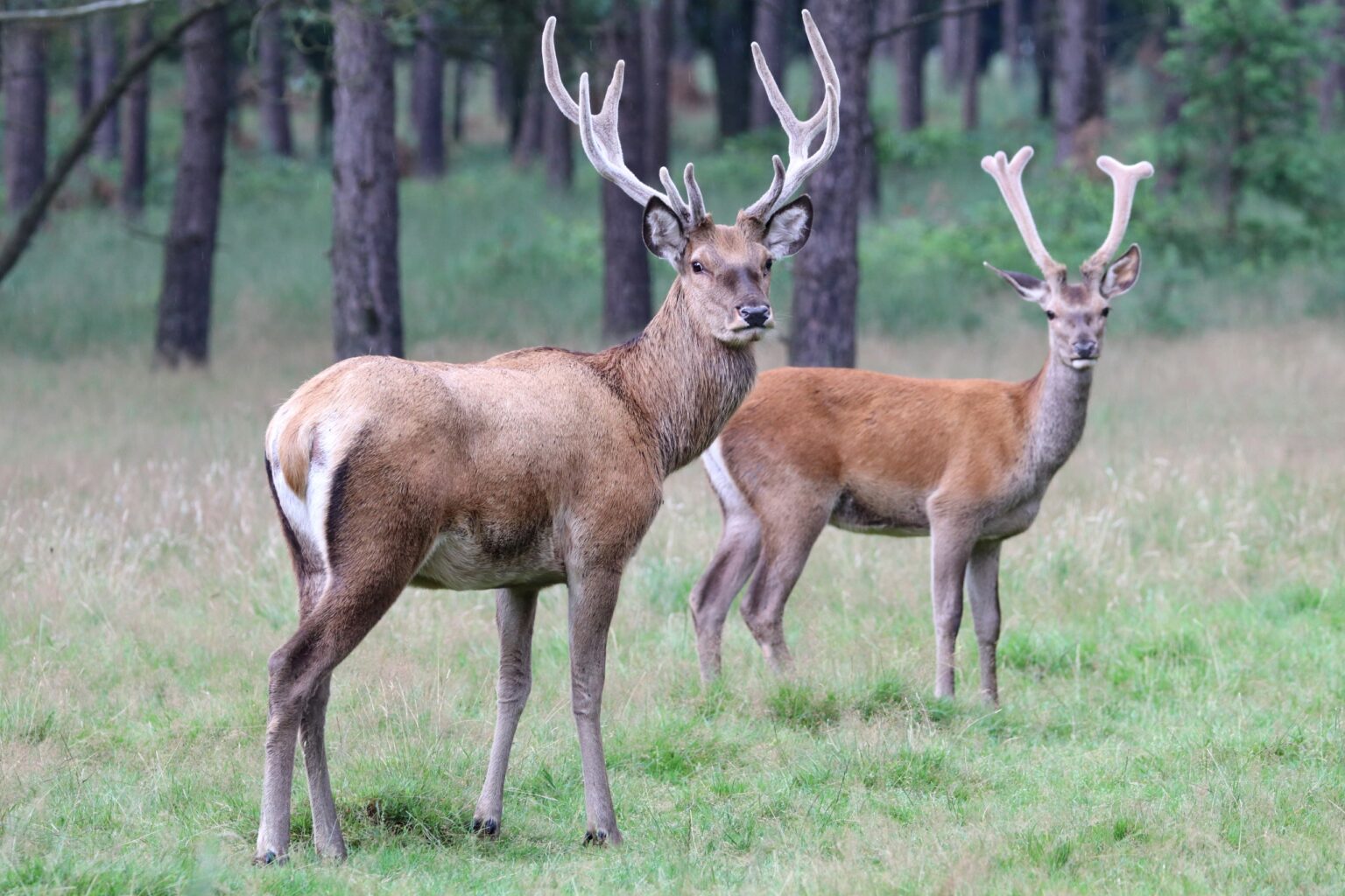 Rise in deer culled in National Park amid road safety concerns ...